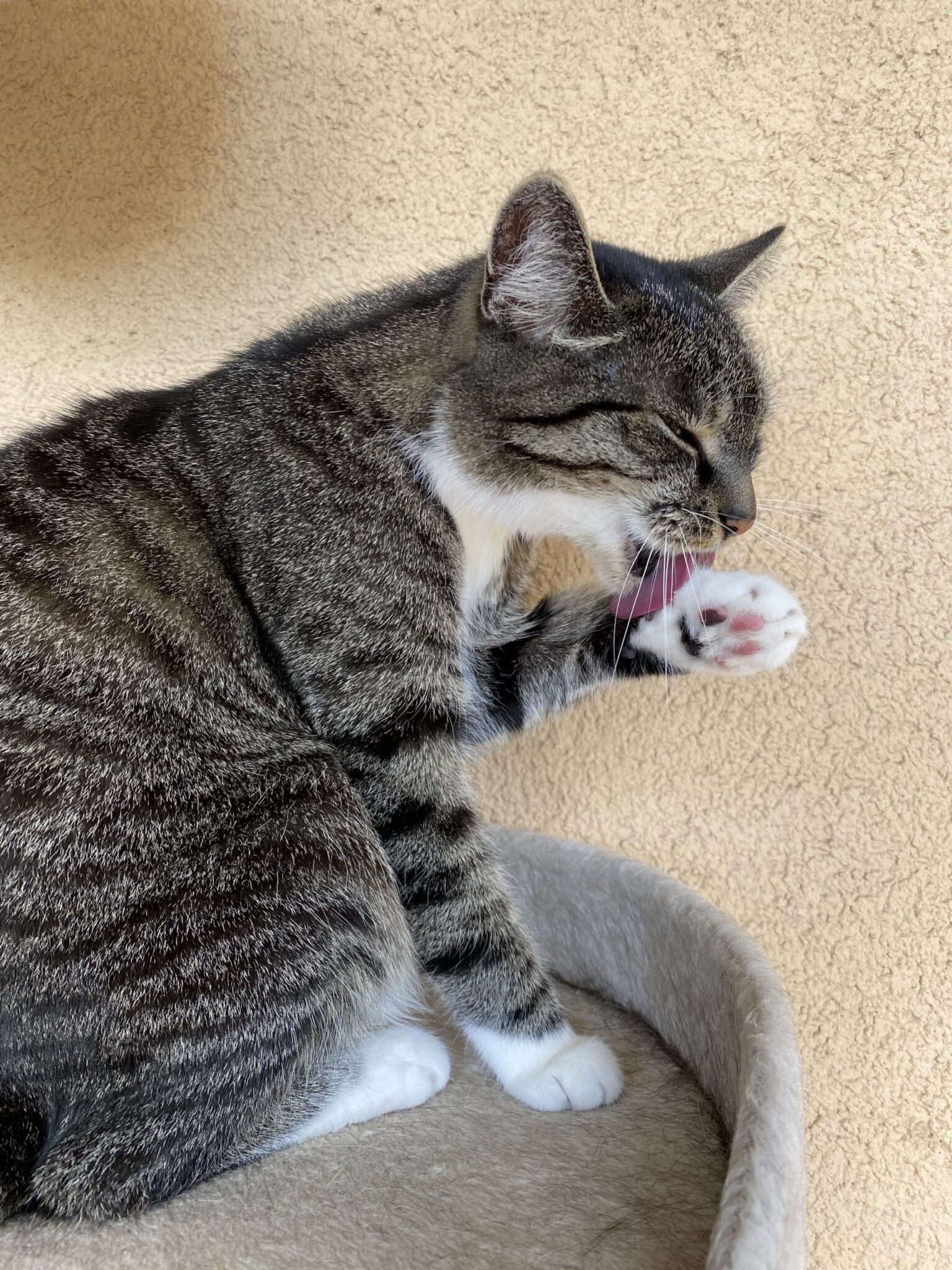 Laserpointer für Katzen: Gut oder schlecht? – Pfötchentraining