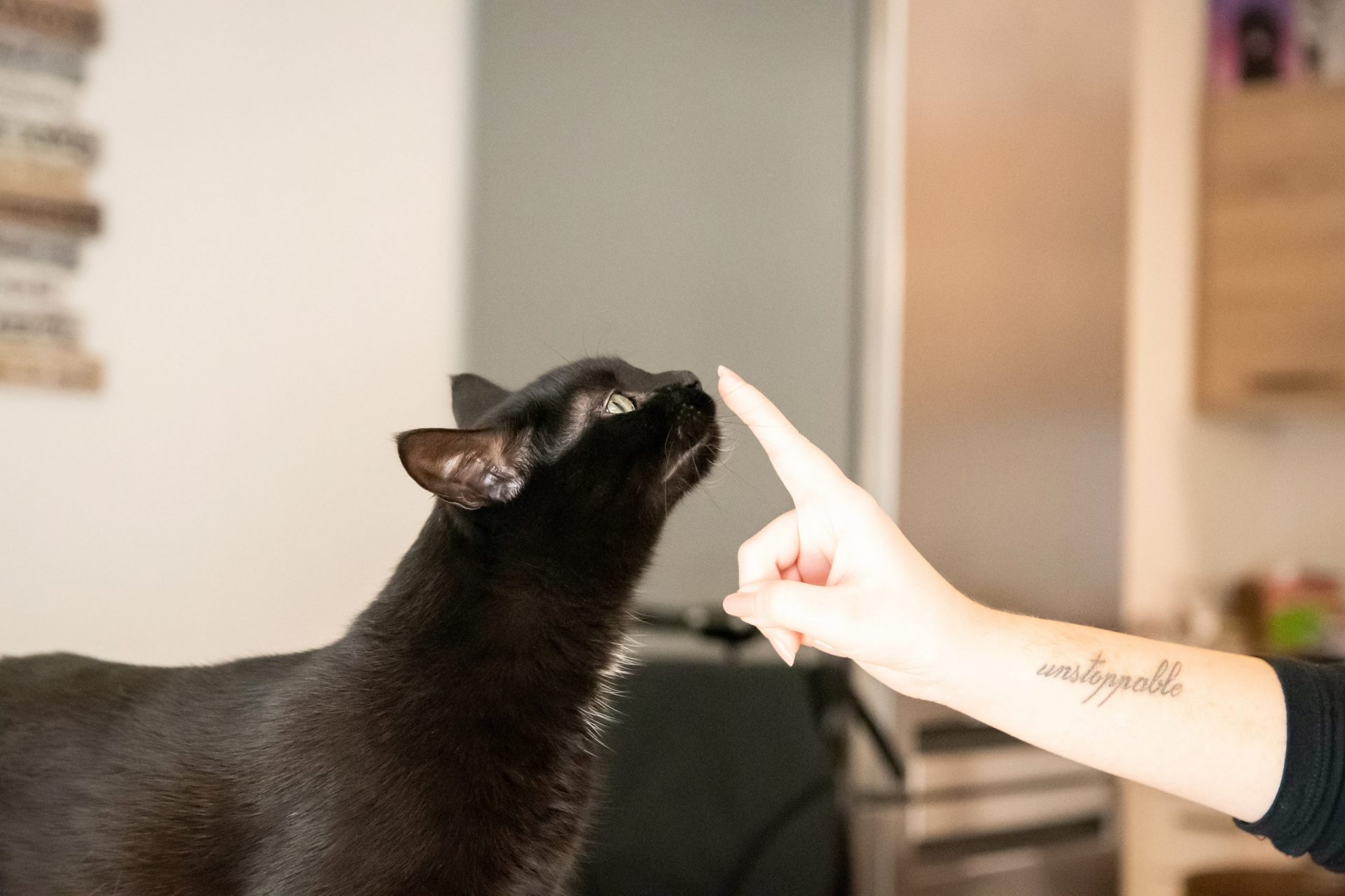 Das perfekte Katzenleben - Gibt’s das überhaupt? – Pfötchentraining